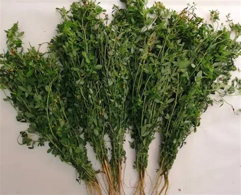 3 Manojos Planta De Chepil Ó Chipil Oaxaqueño Meses Sin Interés