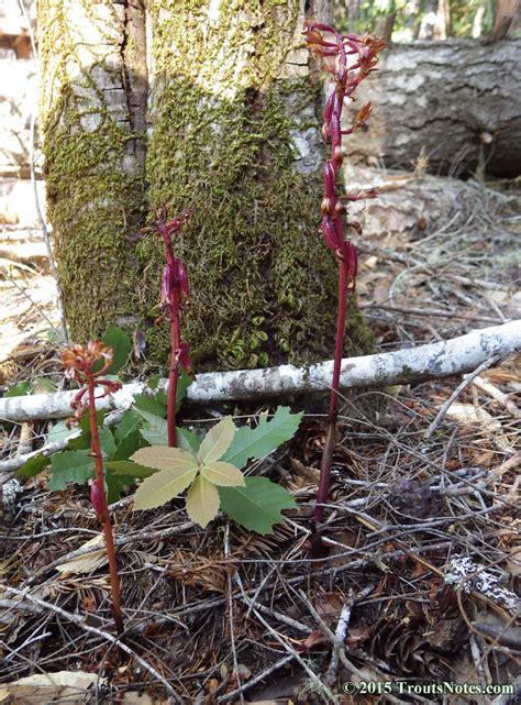Corallorhiza Maculata Trouts Notes
