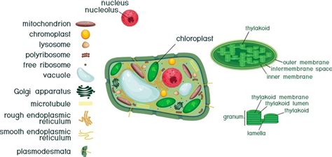 Chromoplast Structure