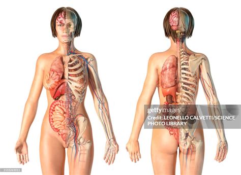 Female Anatomy Illustration High Res Vector Graphic Getty Images