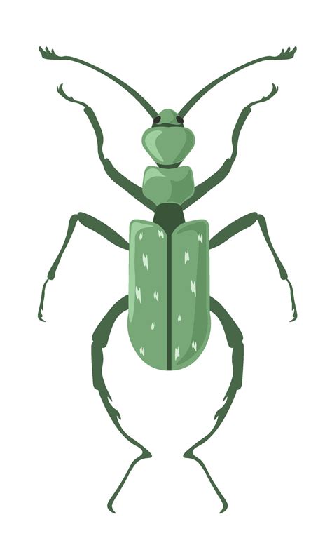 Bug Oedemera Nobilis False Oil Beetle Vector 26494467 Vector Art At Vecteezy