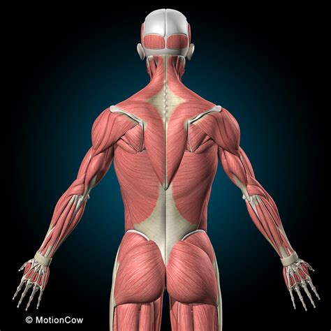 3d Human Vertebrae Skeleton Muscles Anatomy Model