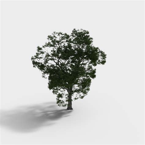 Vivid Tree 3d Model For Realistic Visuals Coohom