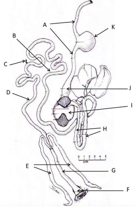 ANS 231 Chicken GIT Diagram Quizlet