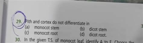 Pith And Cortex Do Not Differentiate In A Monocot Stem B Dicot Stem