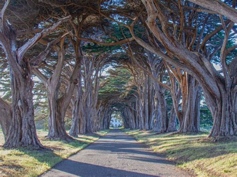 California Cypress Trees