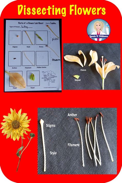 4th Grade Structure And Function Complete Unit
