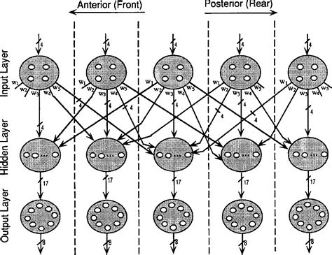 Figure 5 From A Biological Based Neural Network Model Of Leech Reflexive Behaviors Semantic