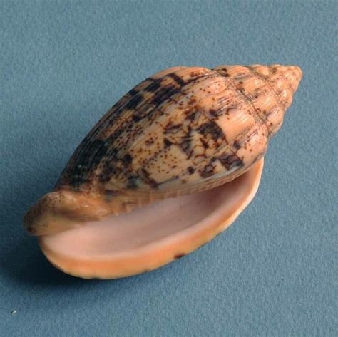 Shell Voluta Demarcoi 81mm F Seashell Volute Ebay Sea Shells