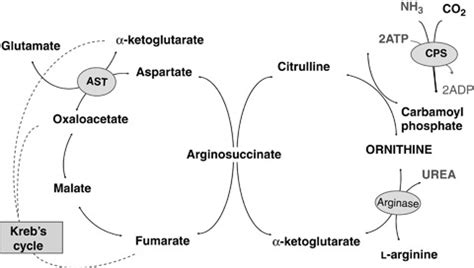 Schematic Of The Interaction Between The Urea Cycle And Krebs Cycle
