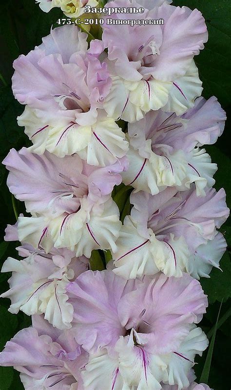 Гладиолус Зазеркалье селекционер Виноградский Цветок гладиолус