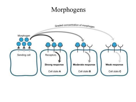 Codes For Amino Acids Ppt Download