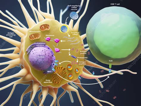 Self Amplifying Mrna Vaccine Illustration Stock Image F042 5639 Science Photo Library
