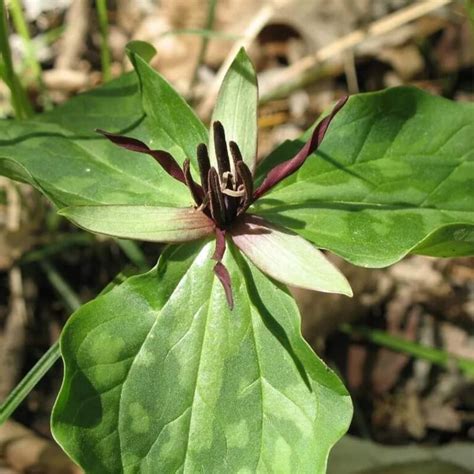 20 Popular Types Of Trillium Pictorial Guide