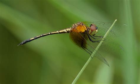 Edonis Helena · Naturalista Colombia