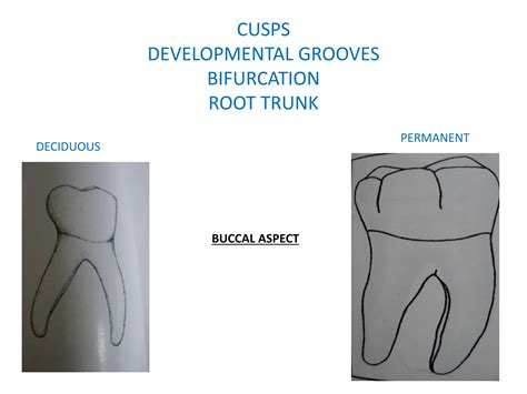 Chronology And Morphology Of Deciduous Mandibular Posteriorspptx