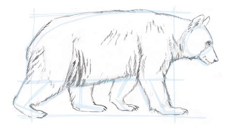 Cómo Dibujar Un Oso Con Un Lápiz Instrucciones Fáciles Paso A Paso