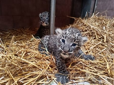 Safari Park Welcomes Two Persian Leopard Cubs Safari Park