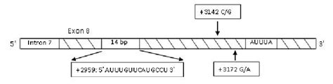 Polymorphism At The 3 Utr Of The Hla G Gene The 14 Bp Insert Located Download Scientific