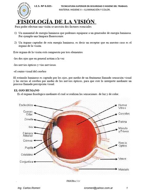 004 Anatomia Ojo Pdf Ojo Humano Percepción Visual