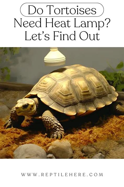 Do Russian Tortoises Need Heat Lamps At Augusta Berkeley Blog