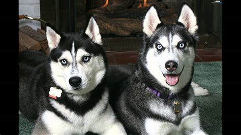 ჰასკის ფოტოები Youtube