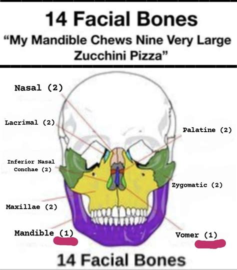Facial Bones Mnemonics Basic Anatomy And Physiology Facial Bones