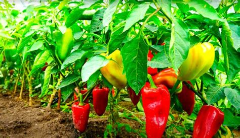Коли та як саджати перець щоб отримати гарний урожай Читайте на Ukr Net