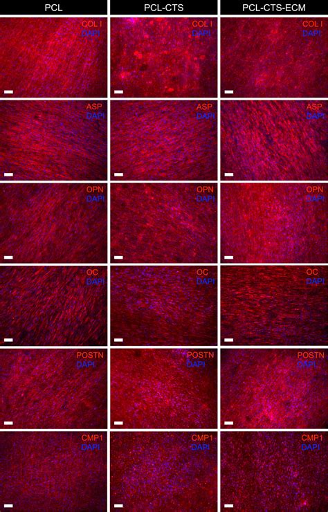 Bioactive Nanofibrous Scaffolds Incorporating Decellularized Cell Derived Extracellular Matrix