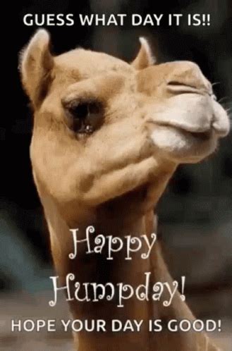What Day Is It What Day Is It Hump Day S Tenor