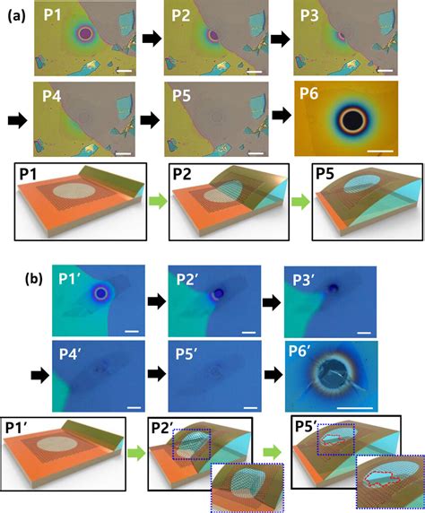 Images And Illustrations Of The Separation Of Graphenept From Sio2si