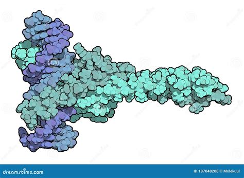 C Myc And Max Transcription Factors Bound To Dna 3d Illustration Stock