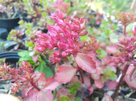 Sedum Spurium Raspberry Red Groenpalet Shop
