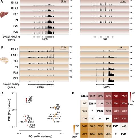 Protein Coding Genes Are Differentially Expressed In Developing Mouse