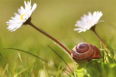 Snail Shell Daisy Close Free Photo On Pixabay