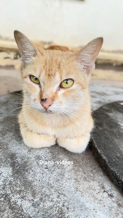 Cat 🐈 So Cute 😘😘 Cat Cute Shortvideo Diana Youtube