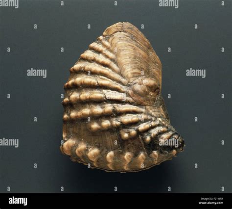 Jurassic Bivalve Fossils At Mason Weatherly Blog