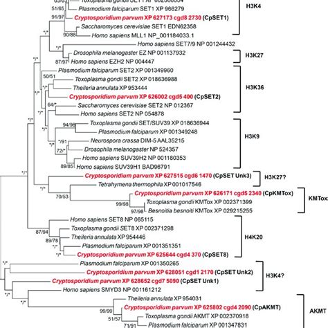 Phylogenetic Analysis Of Set Domain Proteins Of C Parvum All The