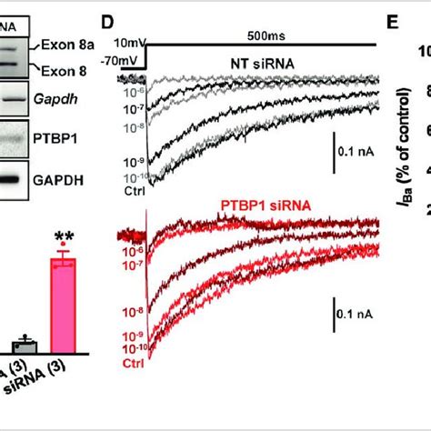 Knockdown Of Ptbp Polypyrimidine Tract Binding Protein 1 Desensitizes