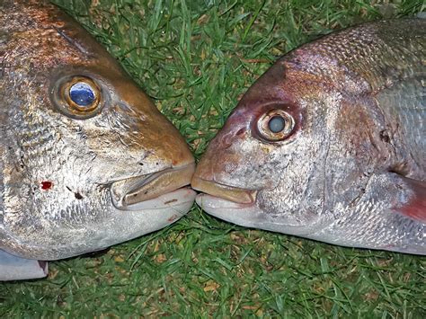 The Swimming Dead Keep An Eye Out For ‘zombie Snapper Waiheke Gulf News