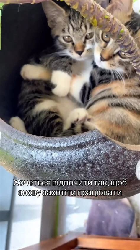 Котяча магія Так і живемо Всі права на відео належать автору кіт