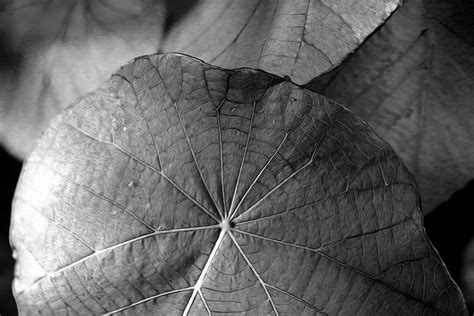 Leaves 4 Photograph By Ray Brownson Fine Art America