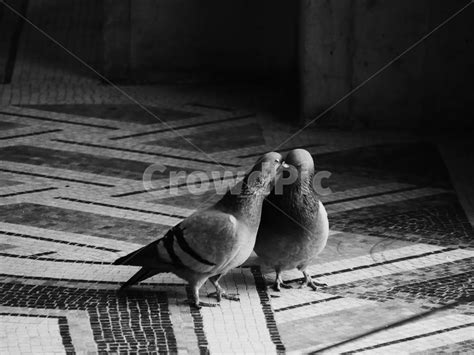 커플 키스 뽀뽀 포옹 비둘기 사진이미지일러스트캘리그라피 Crowdsub작가