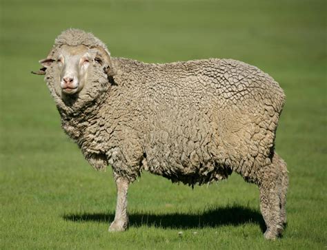 What Is Merino Wool With Pictures
