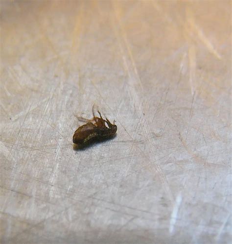 Can Humans Get Fleas From Their Pets Facts And Prevention T