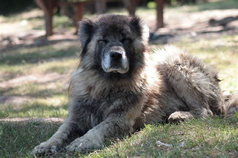 Unveiling Caucasian Shepherd Temperament And Behavior Traits