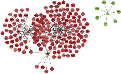 Transcription Factor Regulatory Network Red Dot Represents Download Scientific Diagram