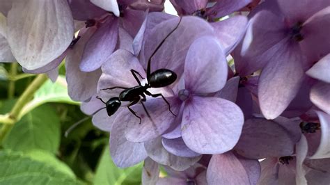 How To Use Iphone 13 Pros Macro Photography Mode On Other Iphones