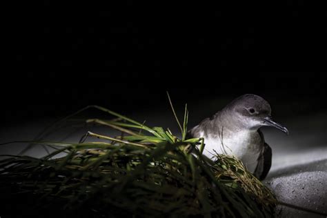 Where The Seabirds Were New Zealand Geographic