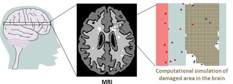 Computational Bioimaging Group Mathematics In Medicine